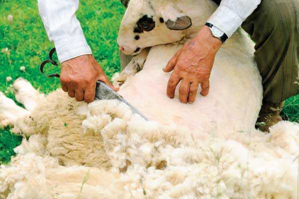 Farming Wool and Fiber: From Sheep to Yarn - Grit